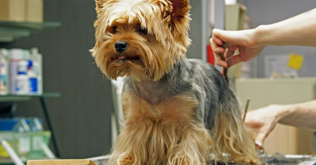 Le toilettage pour chien : tout savoir pour prendre soin de lui